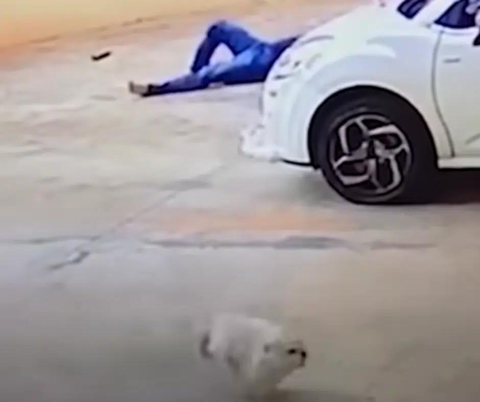 Local Man's Last-Second Dive Saves Dog from 100-Foot Plunge