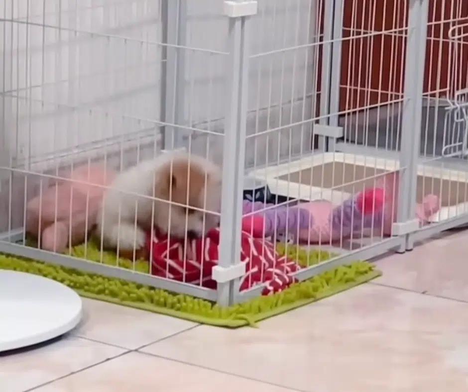 Lonely Stray Puppy’s Desperate Gesture Leaves Woman Speechless