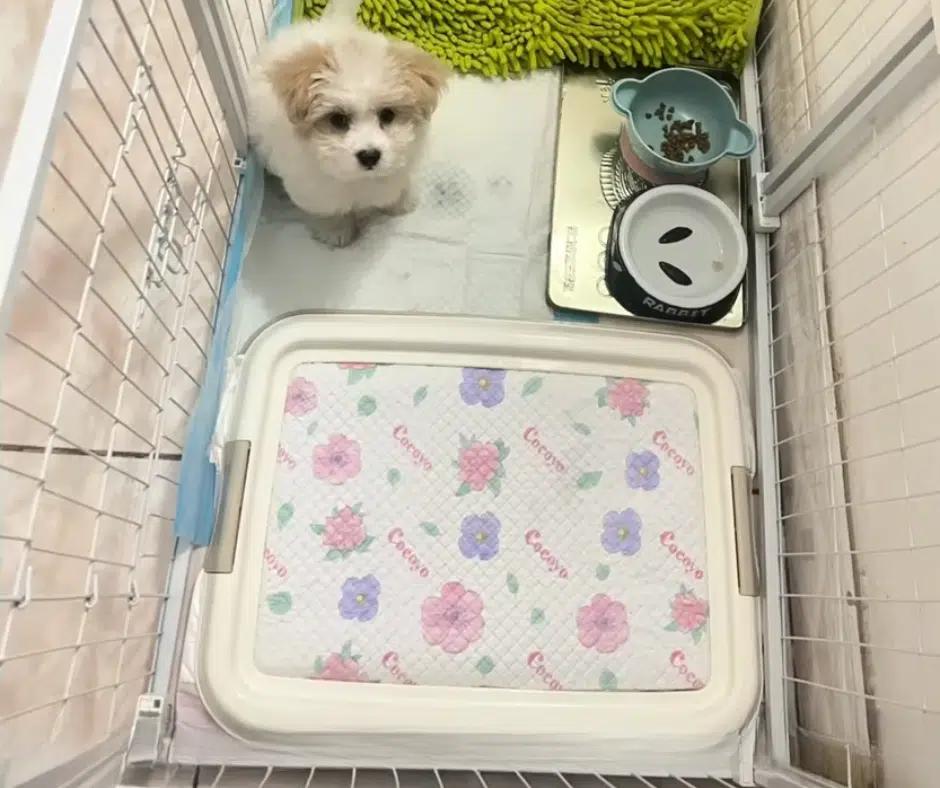 Lonely Stray Puppy’s Desperate Gesture Leaves Woman Speechless