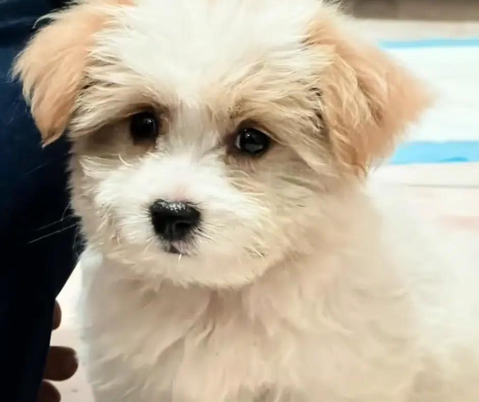 Lonely Stray Puppy’s Desperate Gesture Leaves Woman Speechless