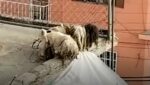 Neighbor Uncovers Heartbreaking Mystery on Rooftop and Takes Immediate ...