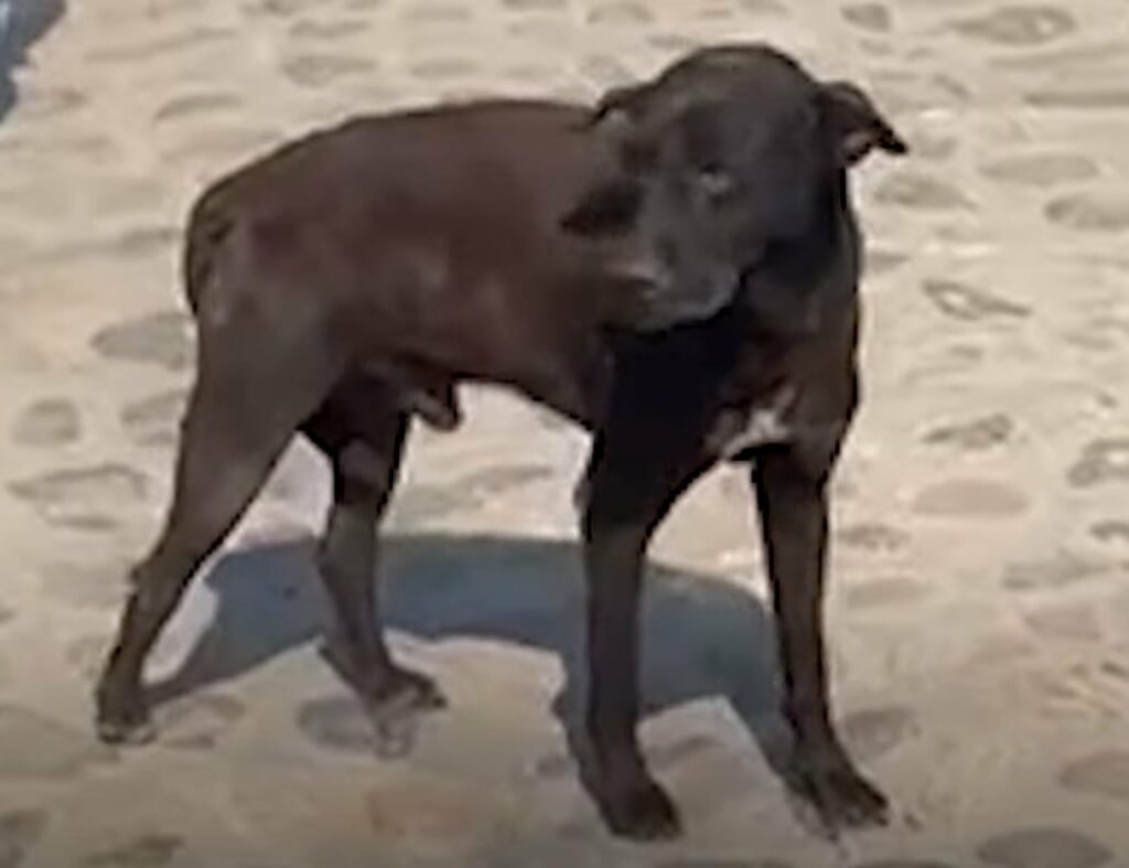 Rescuer Faces Unexpected Twist That Changes This Pup's Life Forever