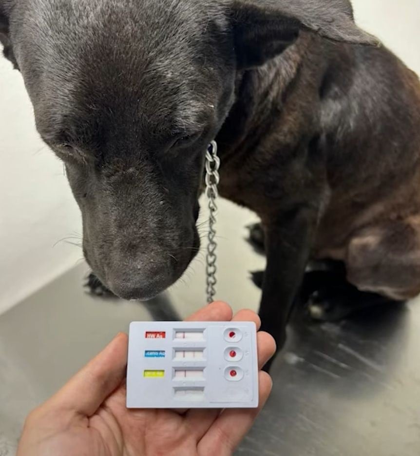 Rescuer Faces Unexpected Twist That Changes This Pup's Life Forever