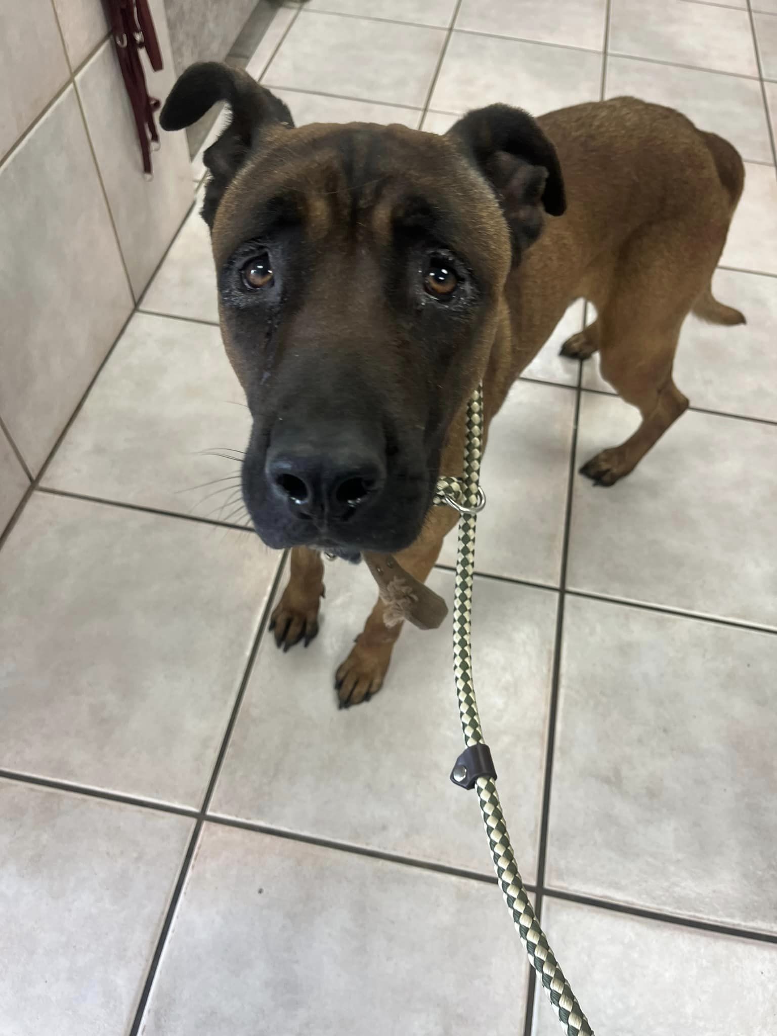 Rescuer Uncovers Heartbreaking Mystery in Sewer After Spotting Eyes