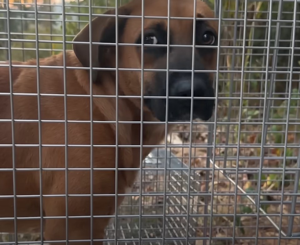 Rescuer S Promise Turns Abandoned Pup S Life Around