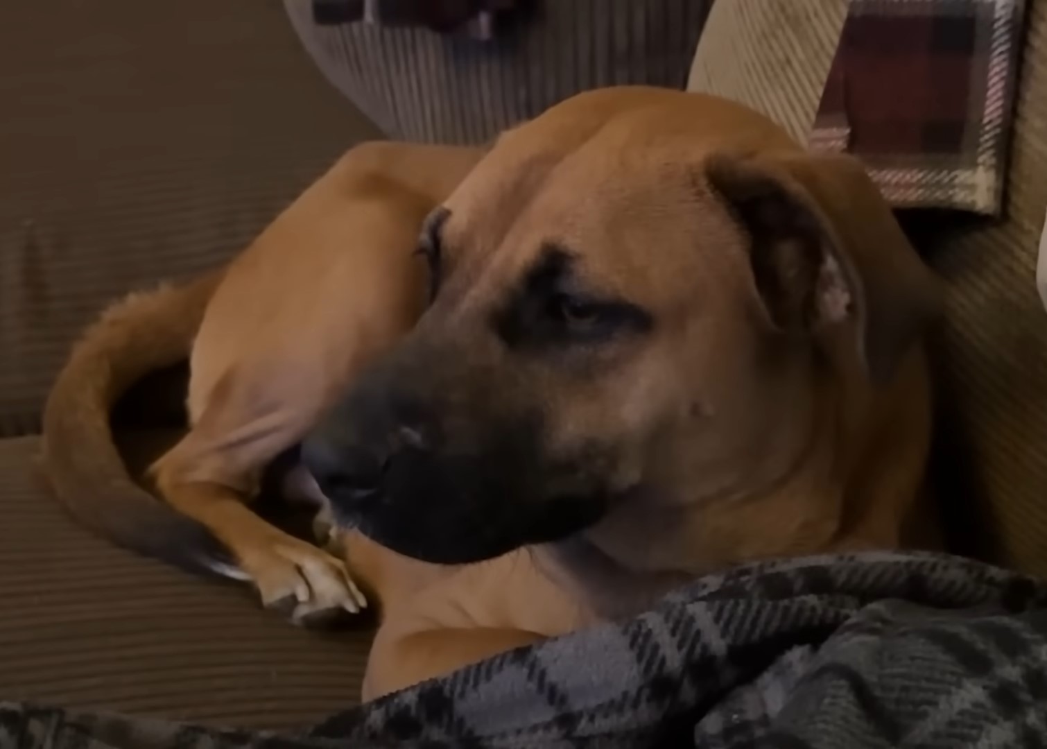 Rescuer S Promise Turns Abandoned Pup S Life Around