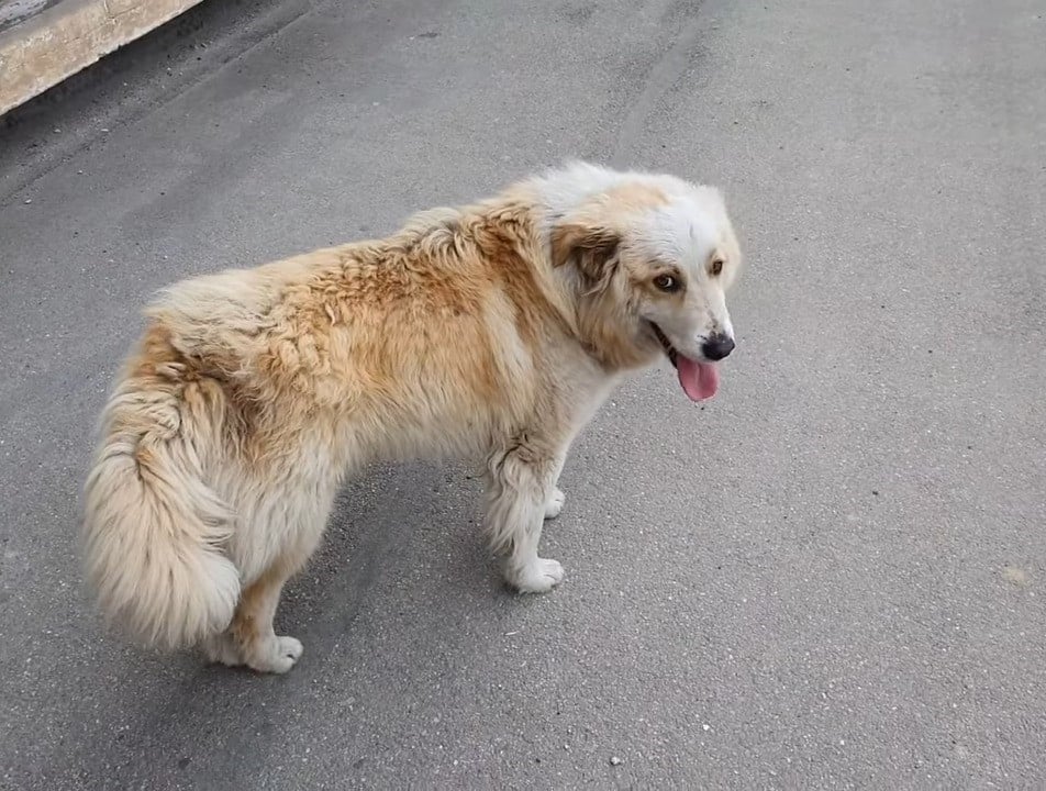 Stray Dog's Unwavering Hope Leads to Life-Changing Miracle