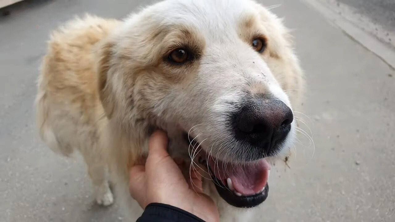 Stray Dog's Unwavering Hope Leads to Life-Changing Miracle