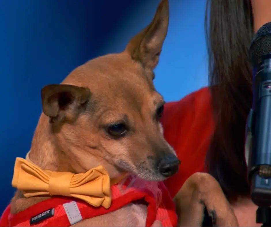 Tiny Dog's Unexpected Performance on National TV Will Leave You Speechless!