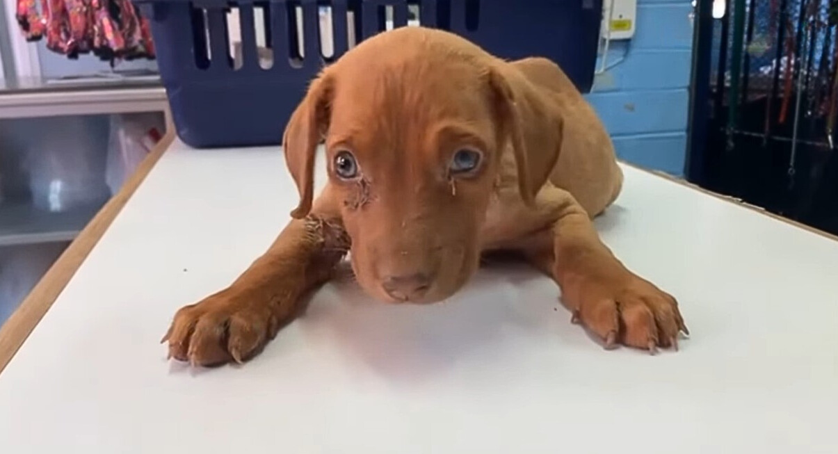 Two Terrified Puppies' Plea for Help Ignites an Unforgettable Journey