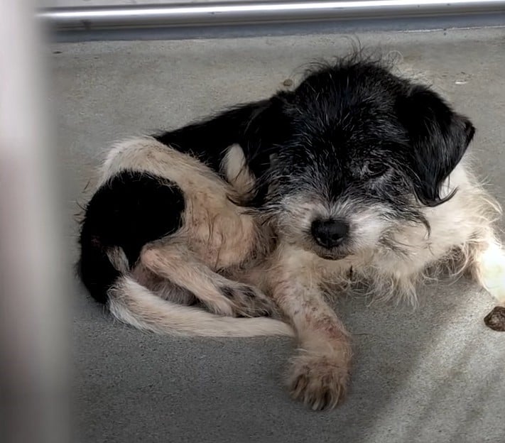 Watch What Happens When This Shivering Senior Dog Finally Finds Comfort