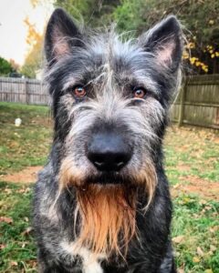 Witness the Unbelievable Transformation of This One-of-a-Kind Dog!