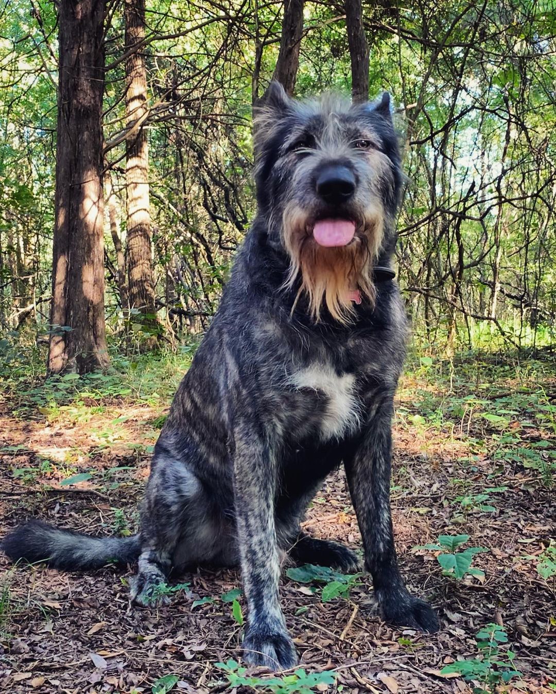 Witness the Unbelievable Transformation of This One-of-a-Kind Dog!