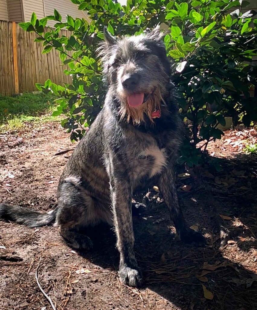 Witness the Unbelievable Transformation of This One-of-a-Kind Dog!