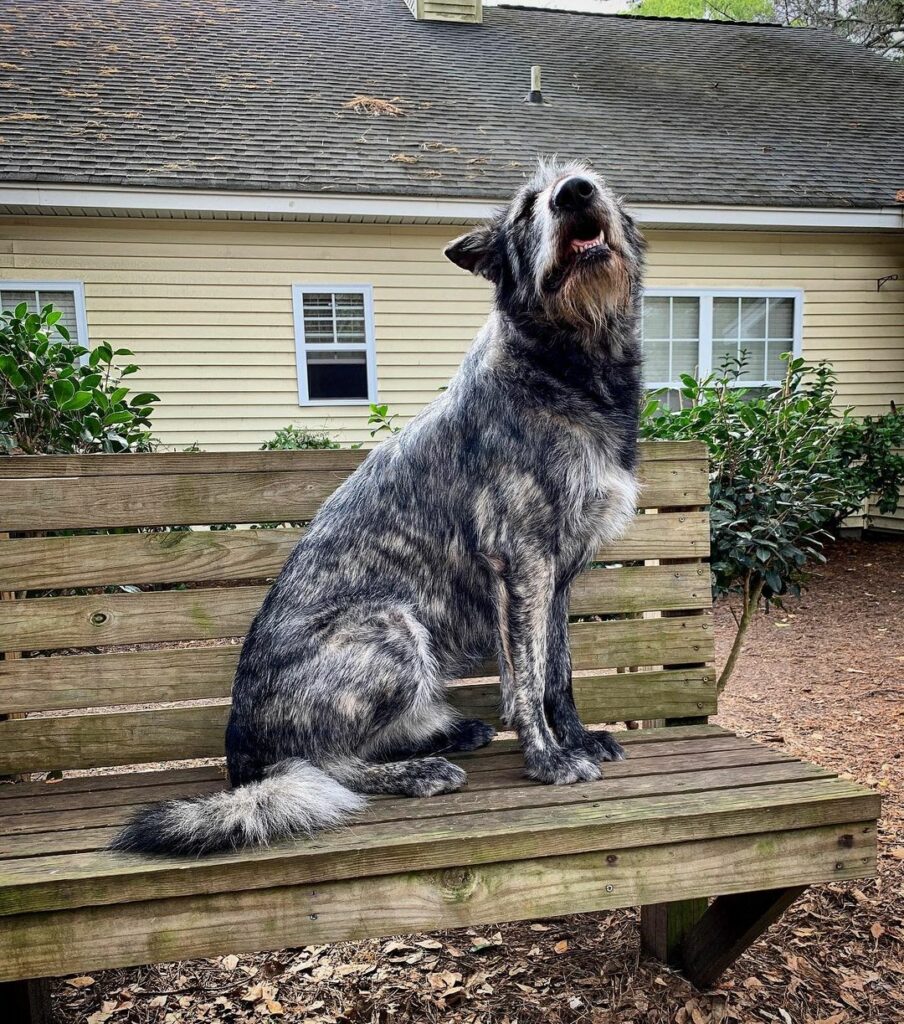 Witness the Unbelievable Transformation of This One-of-a-Kind Dog!