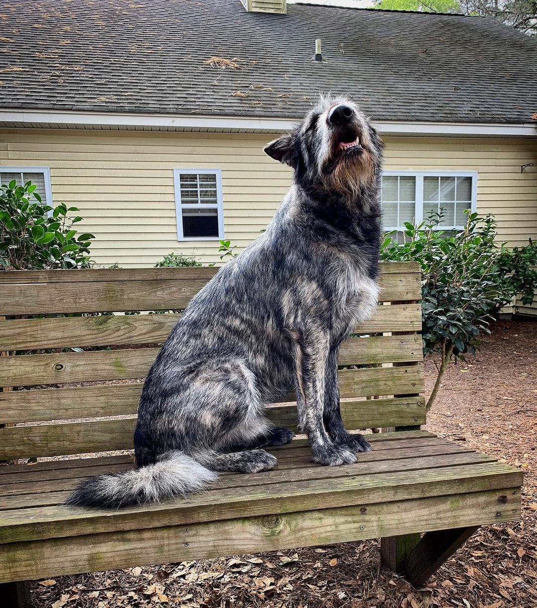 Witness the Unbelievable Transformation of This One-of-a-Kind Dog!