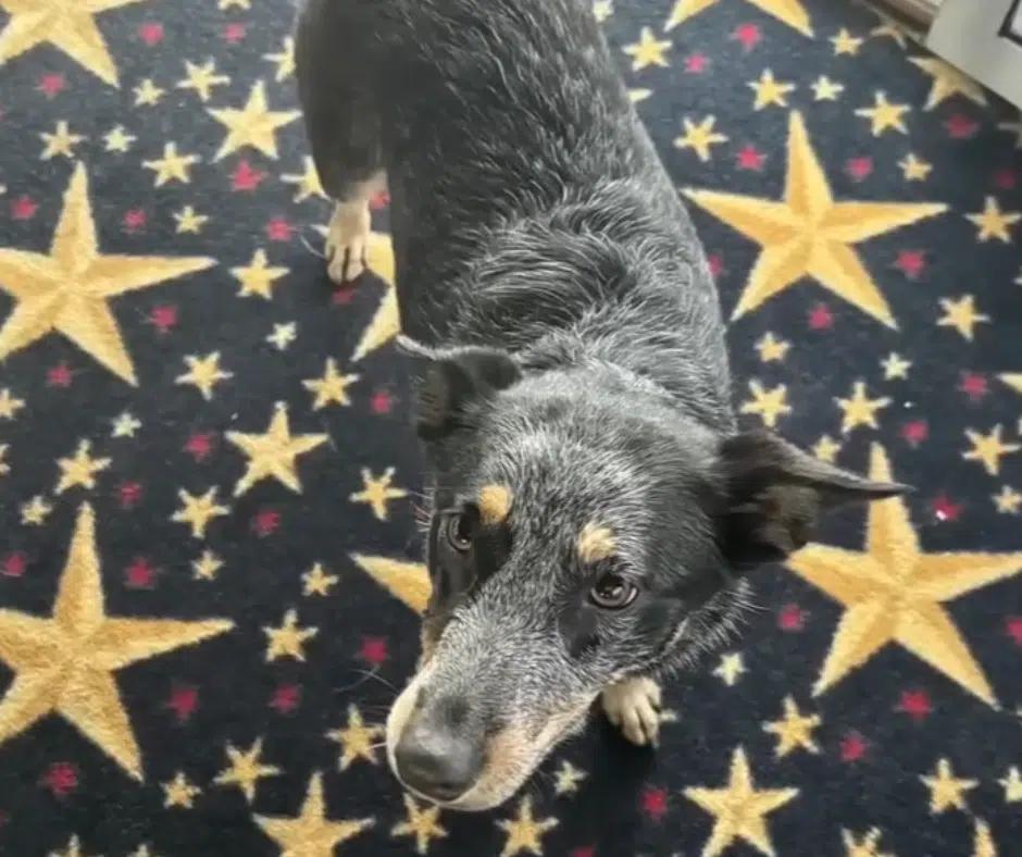 Yacht Crew's Daring Midnight Rescue of Struggling Dog Grabs Hearts