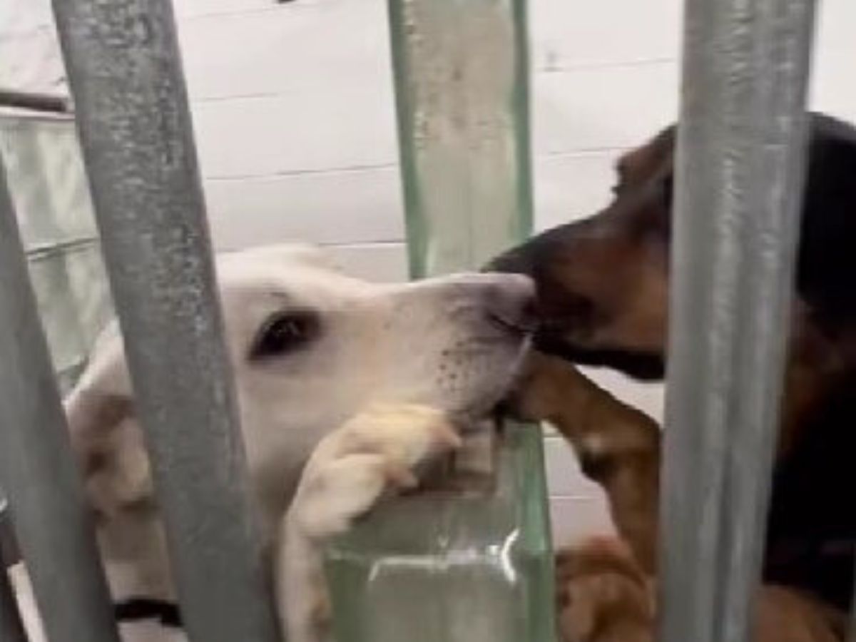 You Won't Believe How These Shelter Dogs Found Comfort in Each Other's Paws