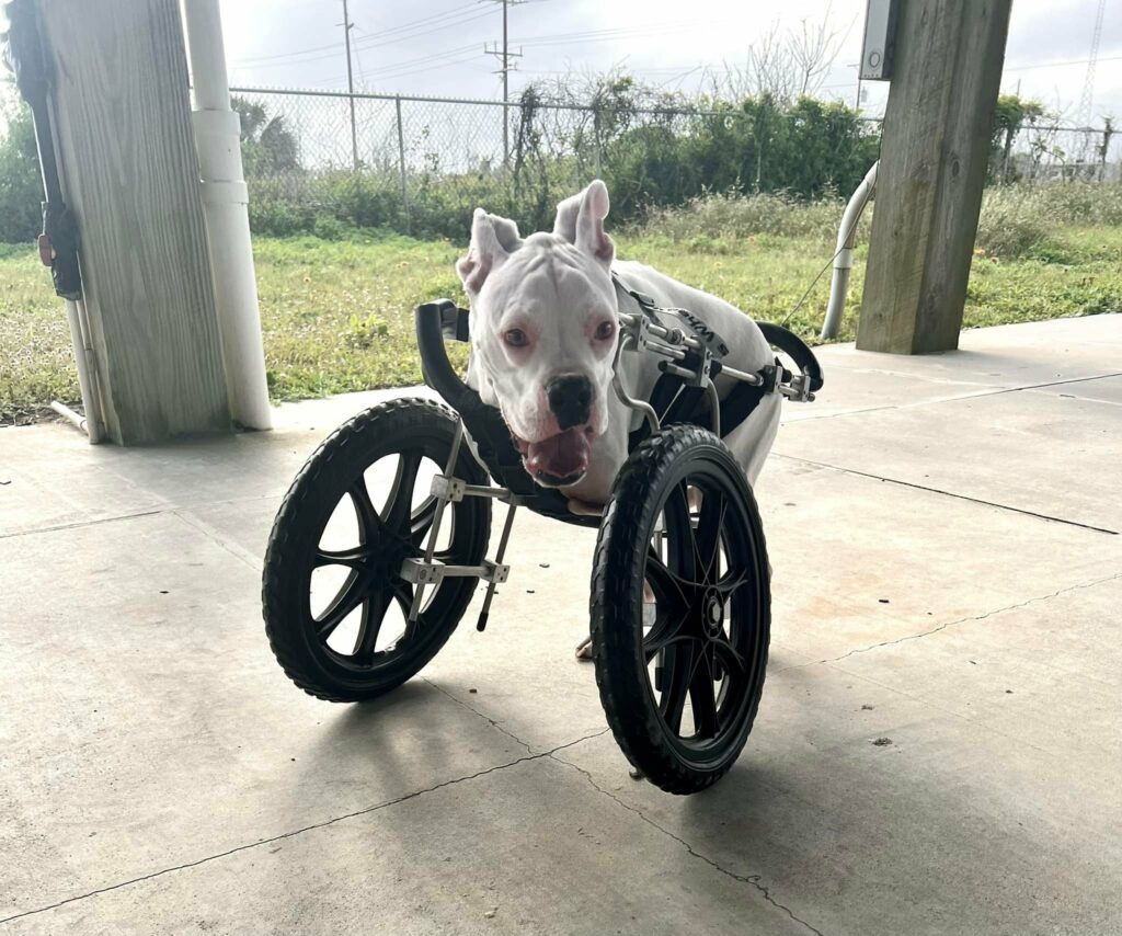 You Won't Believe How This Disabled Puppy Transformed His Family's Life!