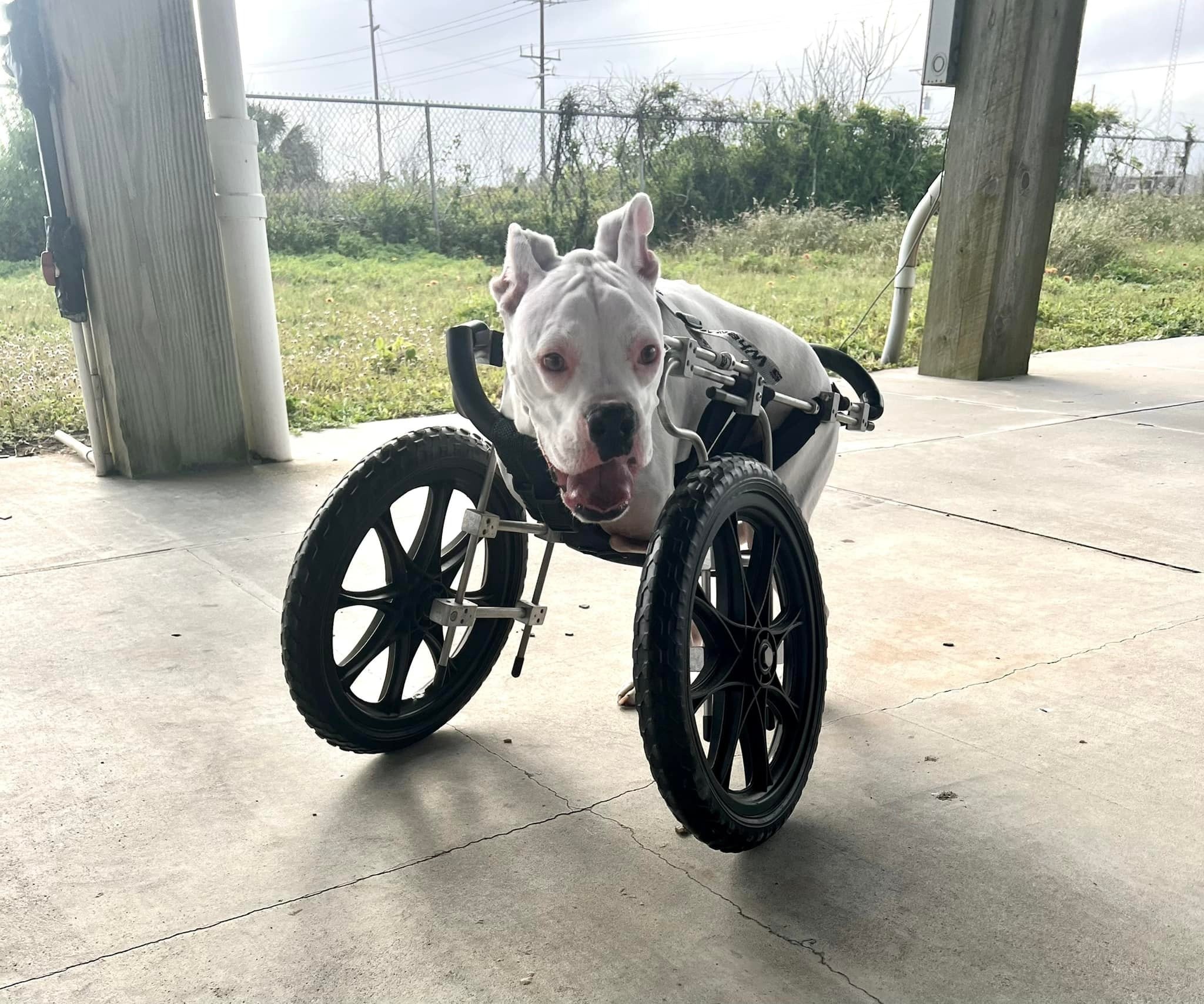 You Won't Believe How This Disabled Puppy Transformed His Family's Life!