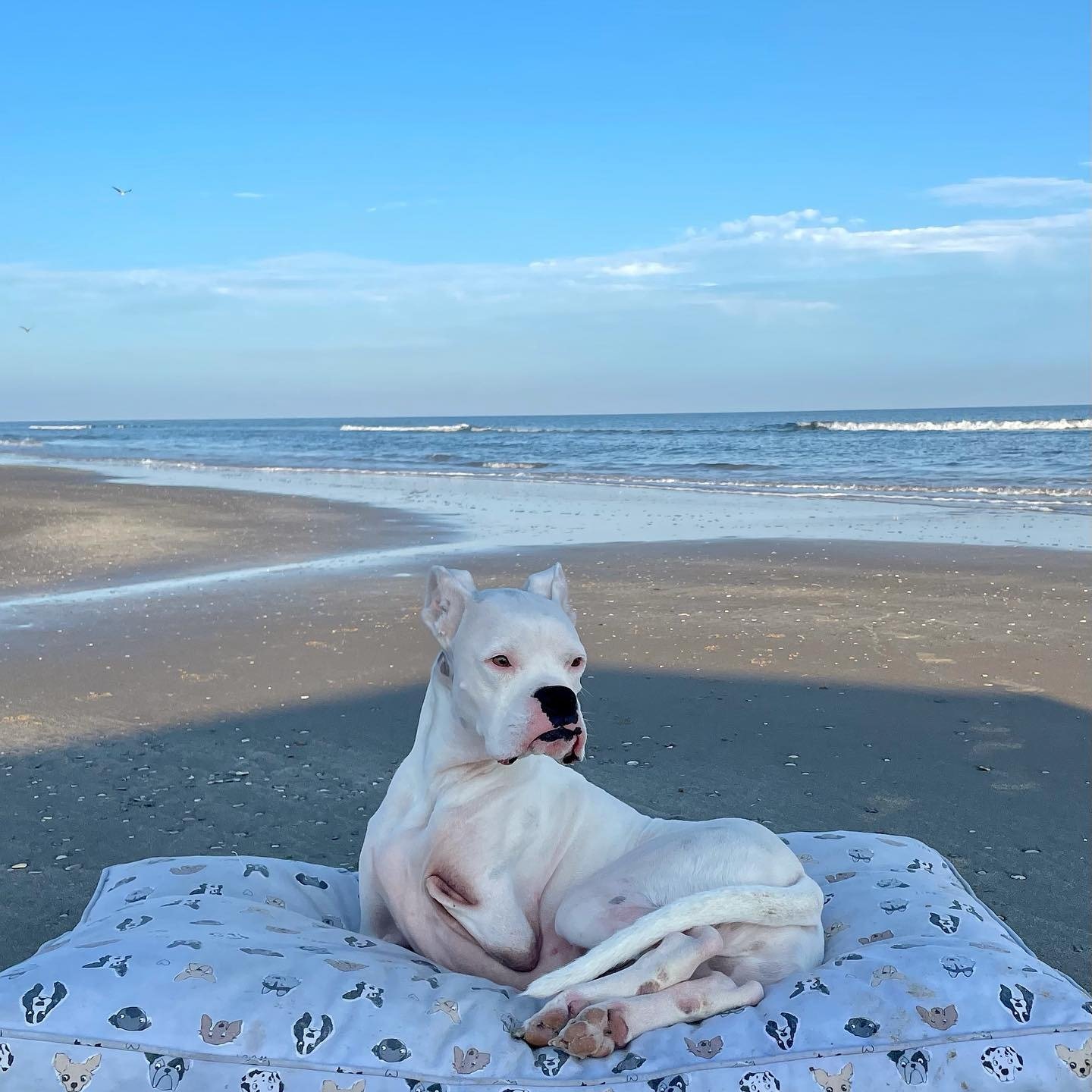 You Won't Believe How This Disabled Puppy Transformed His Family's Life!