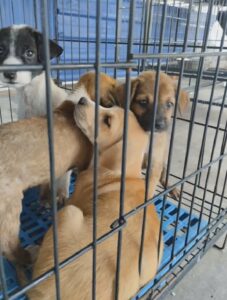 You Won't Believe What Seven Innocent Puppies Went Through Before Being ...