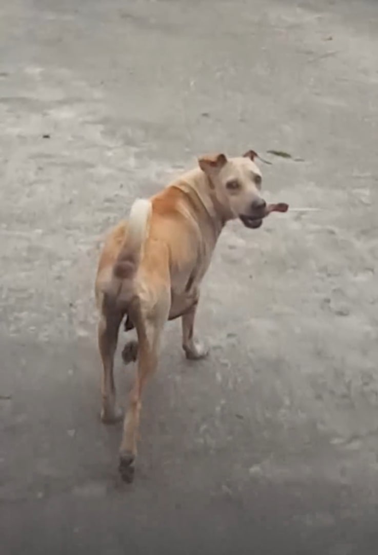 Your Heart Will Melt When You Discover Why This Mom Dog Refused Food