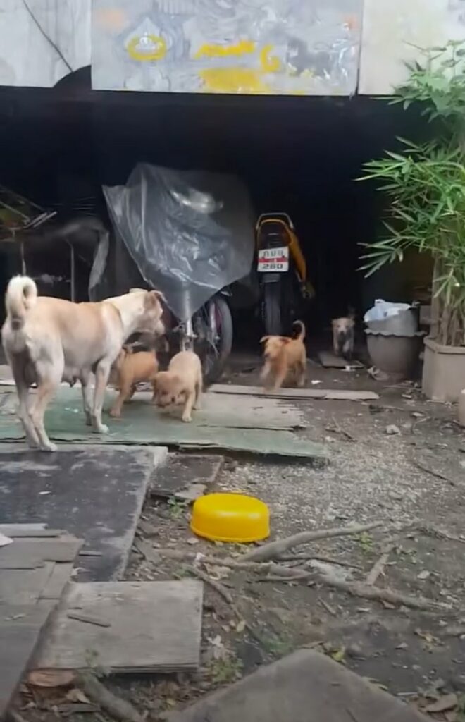 Your Heart Will Melt When You Discover Why This Mom Dog Refused Food