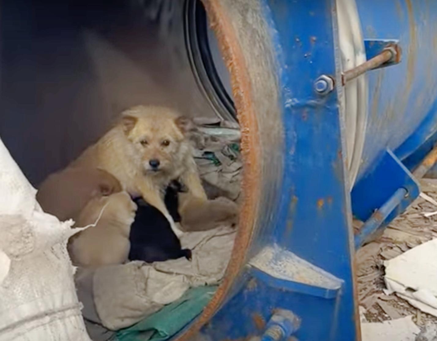 A Stray Dog's Unbelievable Family Secret Will Leave You Astonished