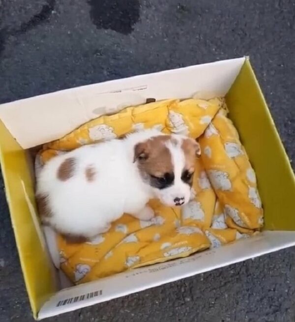 Abandoned Puppy Left in Trash Finds a Miracle – You Won't Believe What ...
