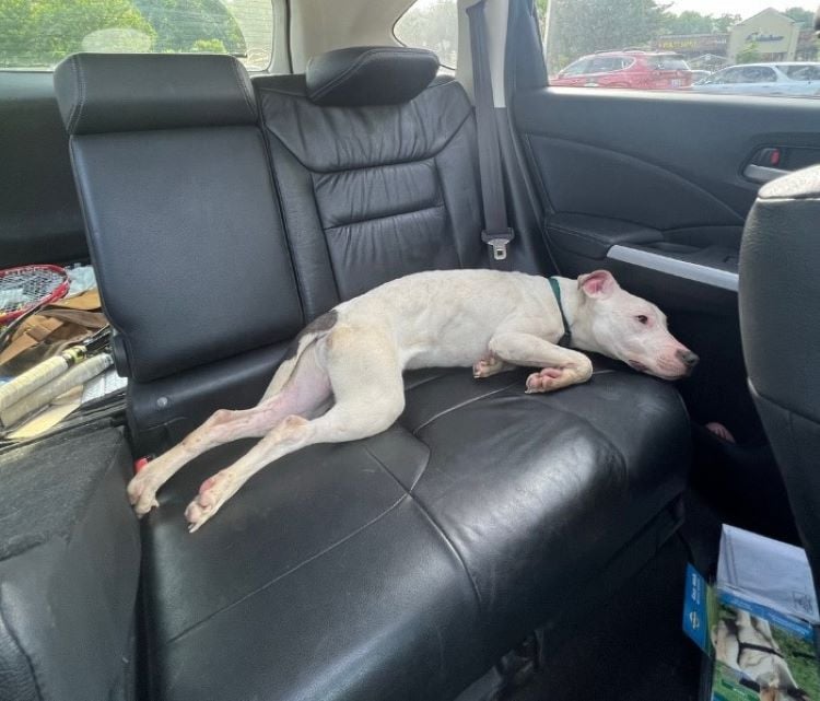 Deaf Puppy Finds Miraculous Rescue After Being Abandoned Near Pole