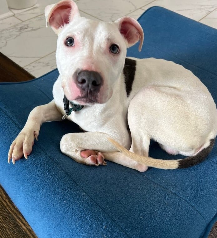 Deaf Puppy Finds Miraculous Rescue After Being Abandoned Near Pole