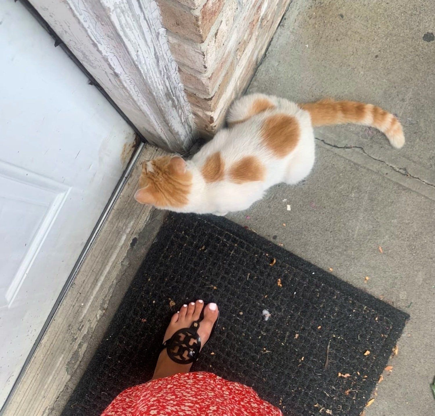 Discover How This Stray Cat's Determination Led to an Unbelievable ...