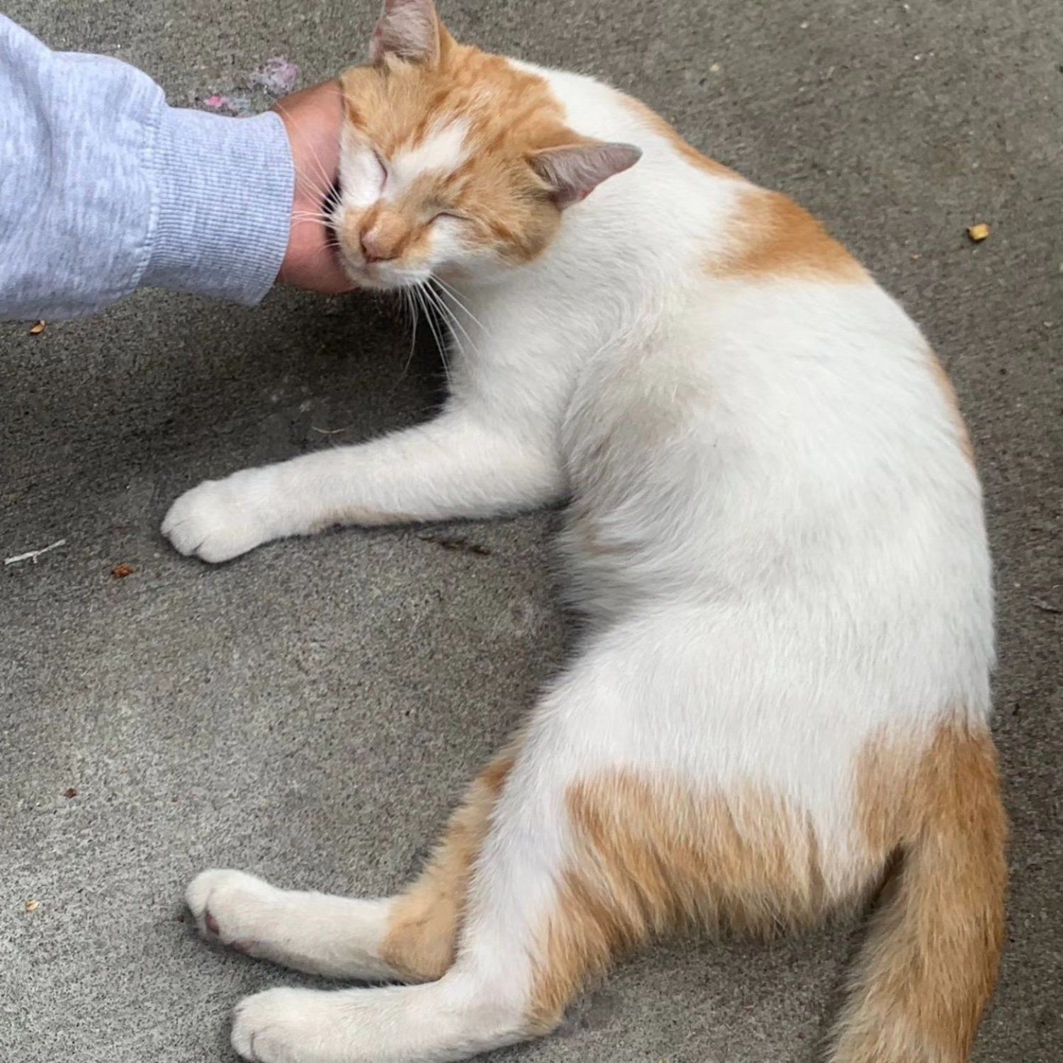 Discover How This Stray Cat's Determination Led to an Unbelievable ...