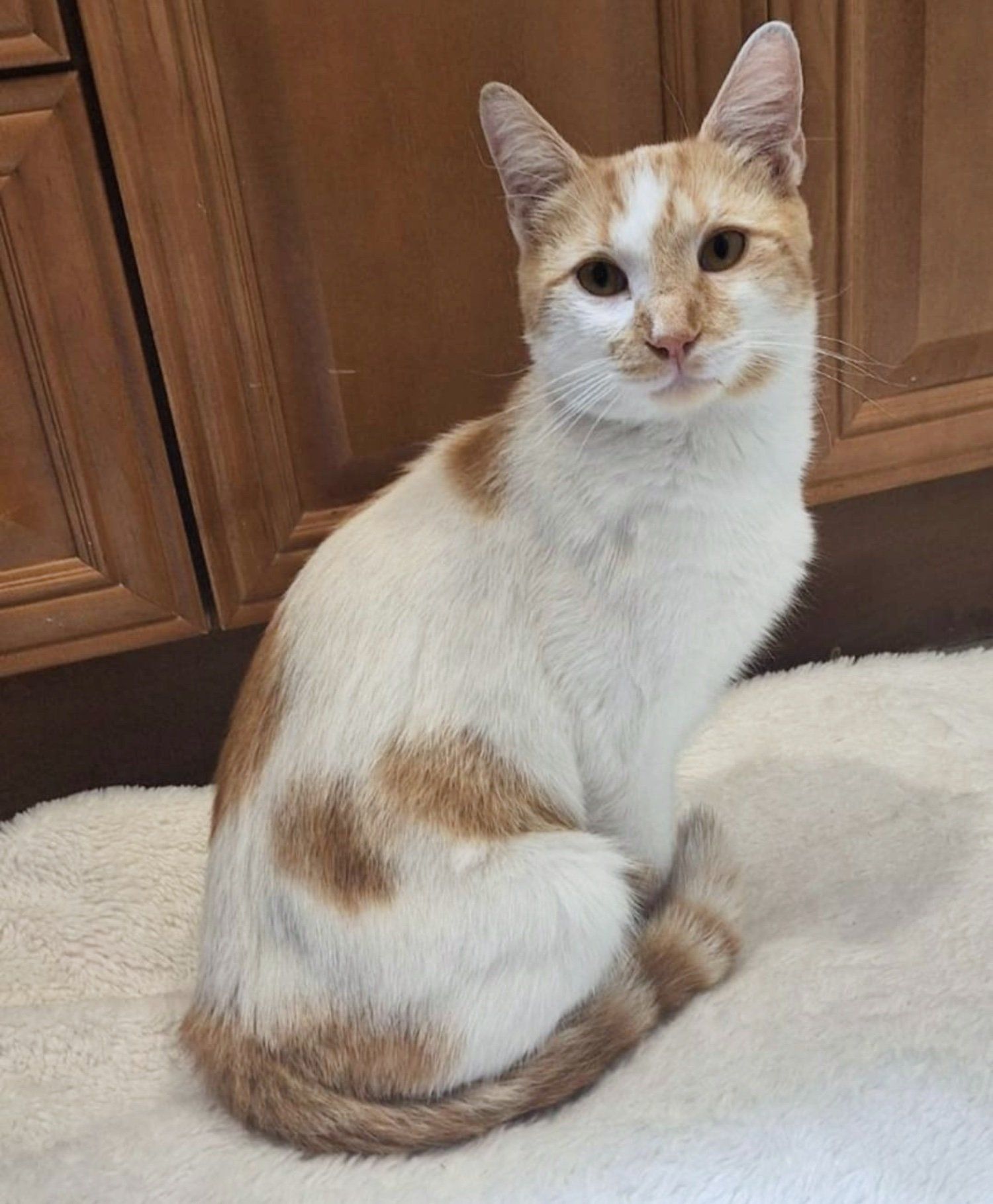 Discover How This Stray Cat's Determination Led to an Unbelievable ...