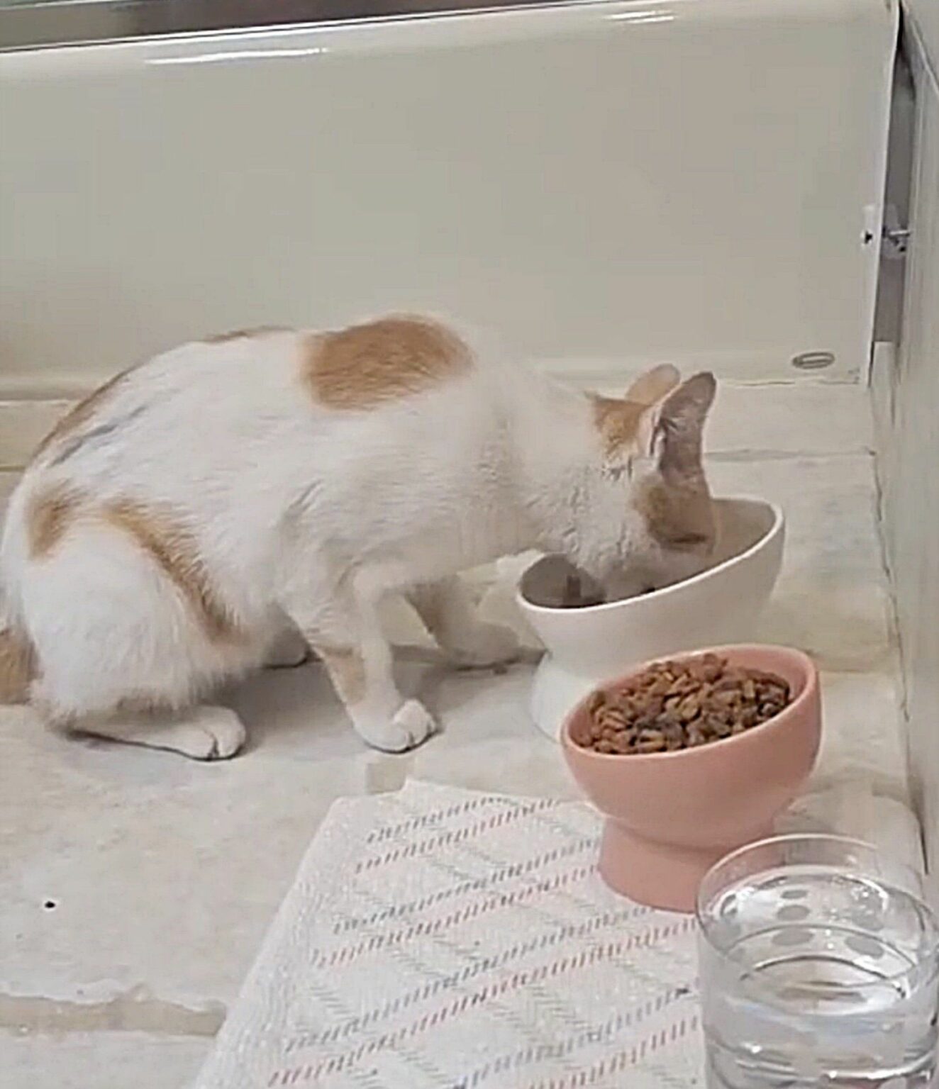 Discover How This Stray Cat's Determination Led to an Unbelievable ...