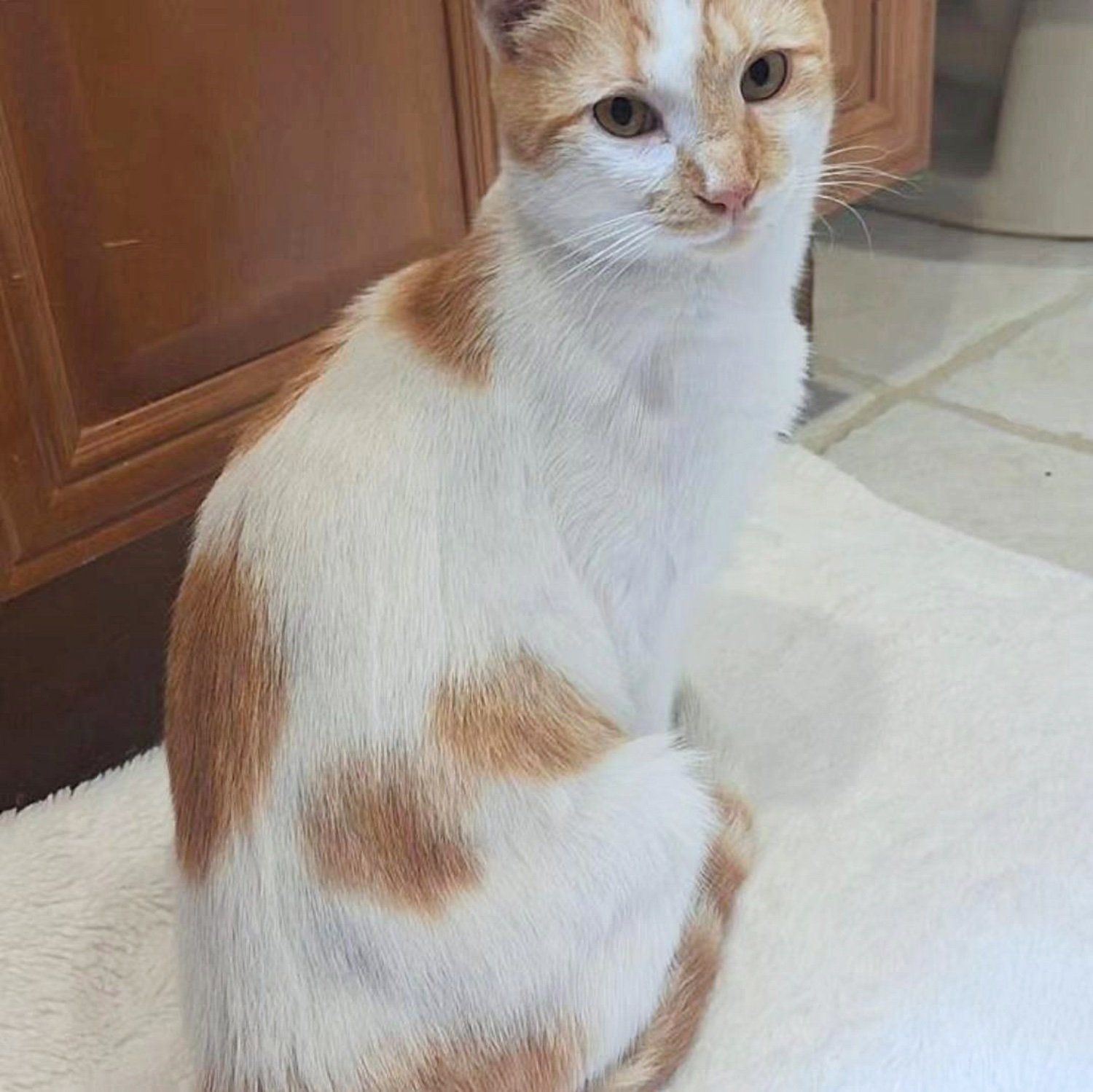 Discover How This Stray Cat's Determination Led to an Unbelievable ...