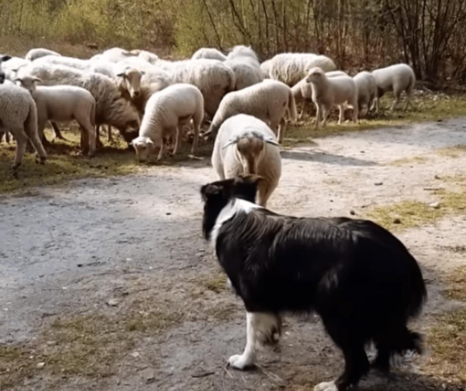 Feisty Lamb's Epic Standoff with Sheepdog Will Make Your Day