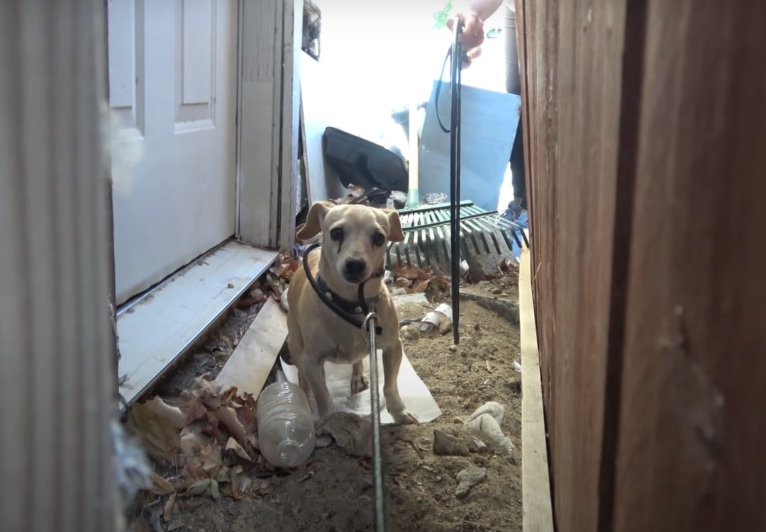 From Abandoned to Adored: The Unbelievable Transformation of a ...