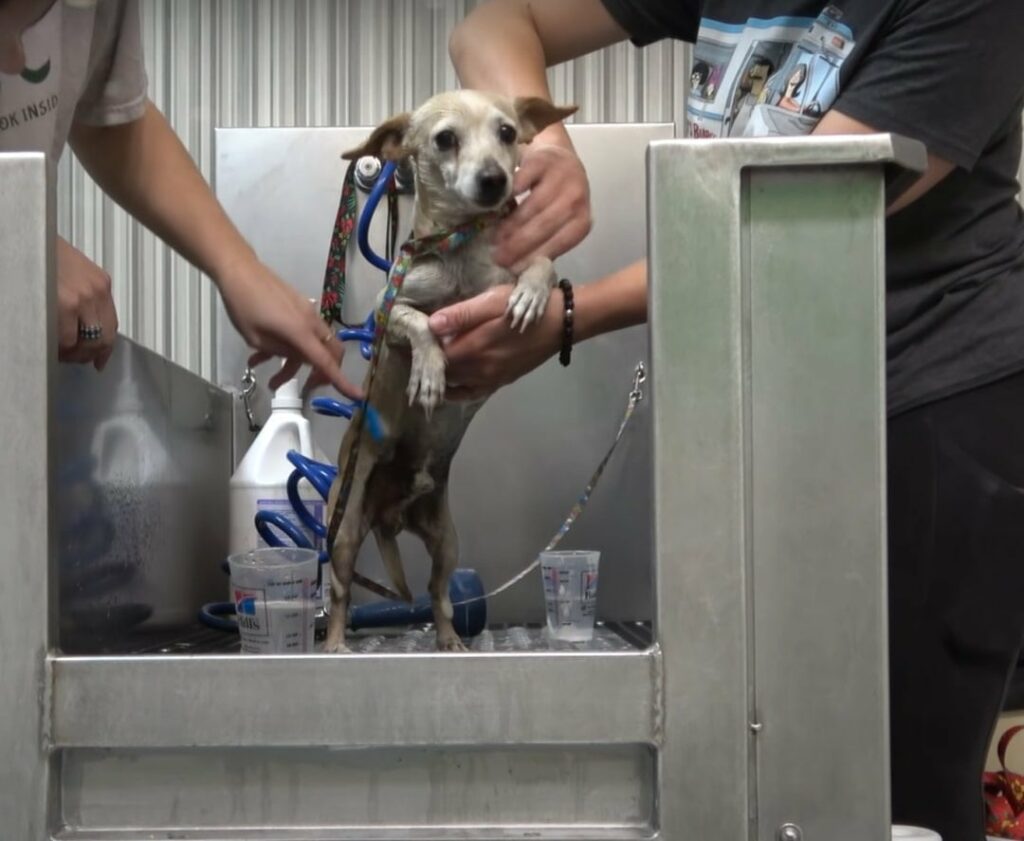 From Abandoned to Adored: The Unbelievable Transformation of a ...