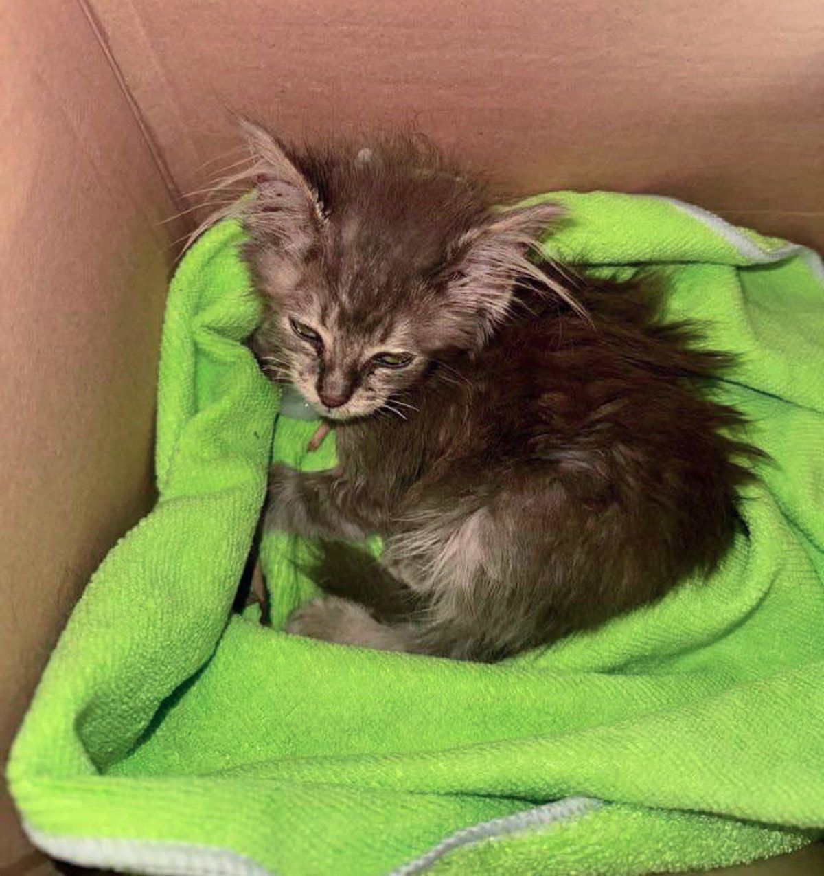 From Rags to Riches: The Astounding Journey of a Job Site Kitten