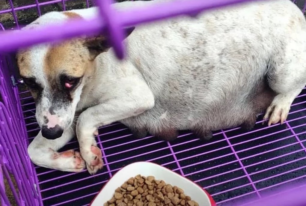 Heart-Wrenching Tale of a Pregnant Dog's Plea for Survival