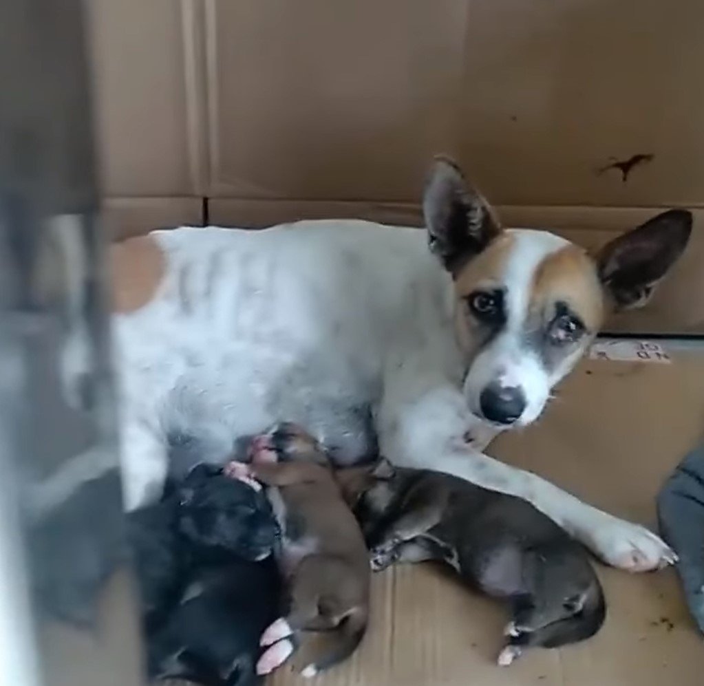 Heart-Wrenching Tale of a Pregnant Dog's Plea for Survival