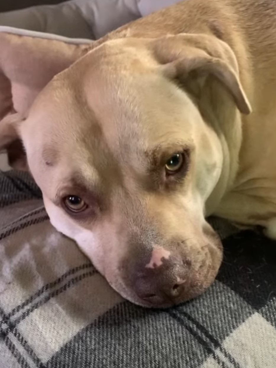 Incredible Comeback: Dog Defies Odds and Lives Happily Ever After