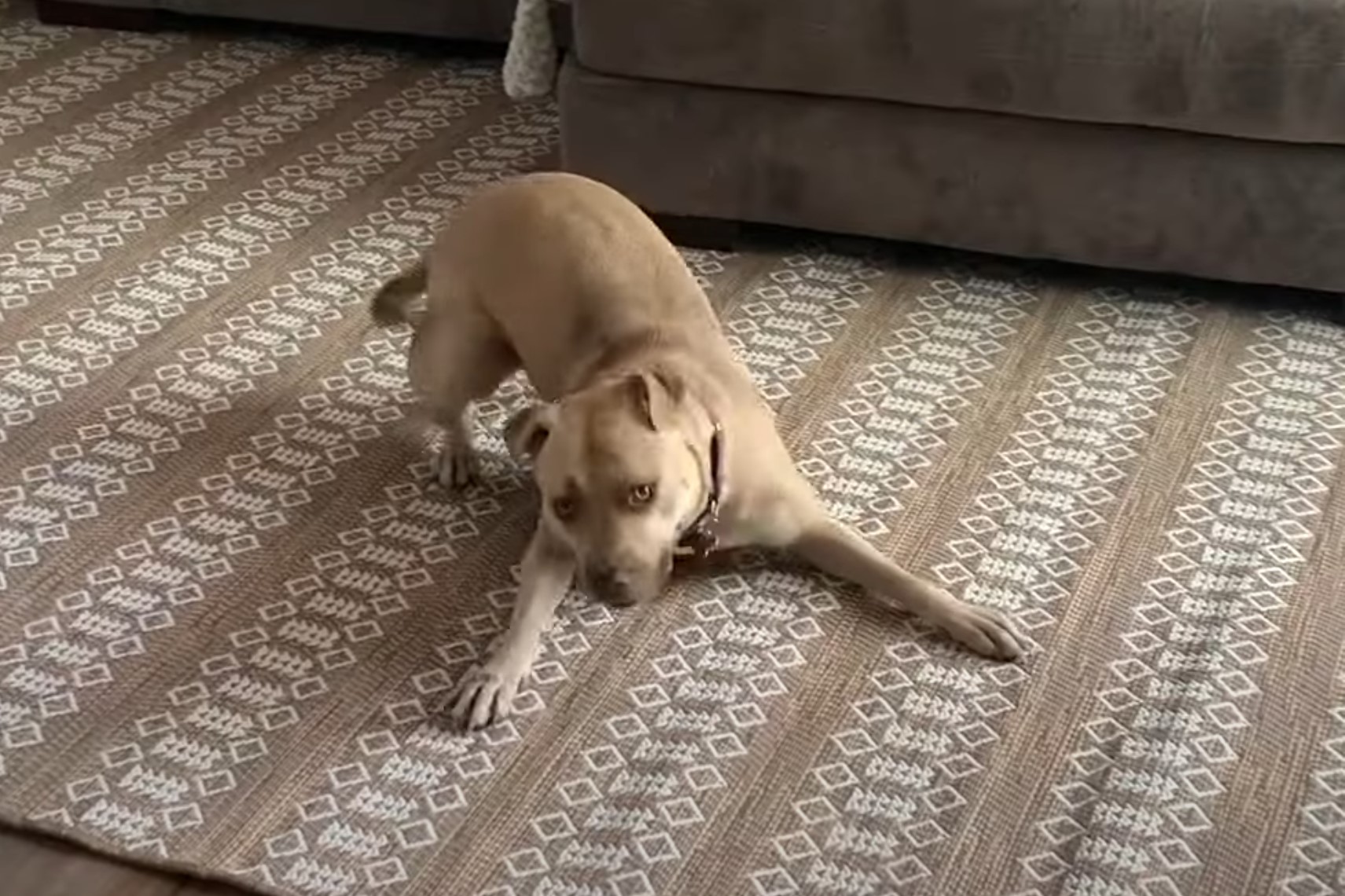Incredible Comeback: Dog Defies Odds and Lives Happily Ever After