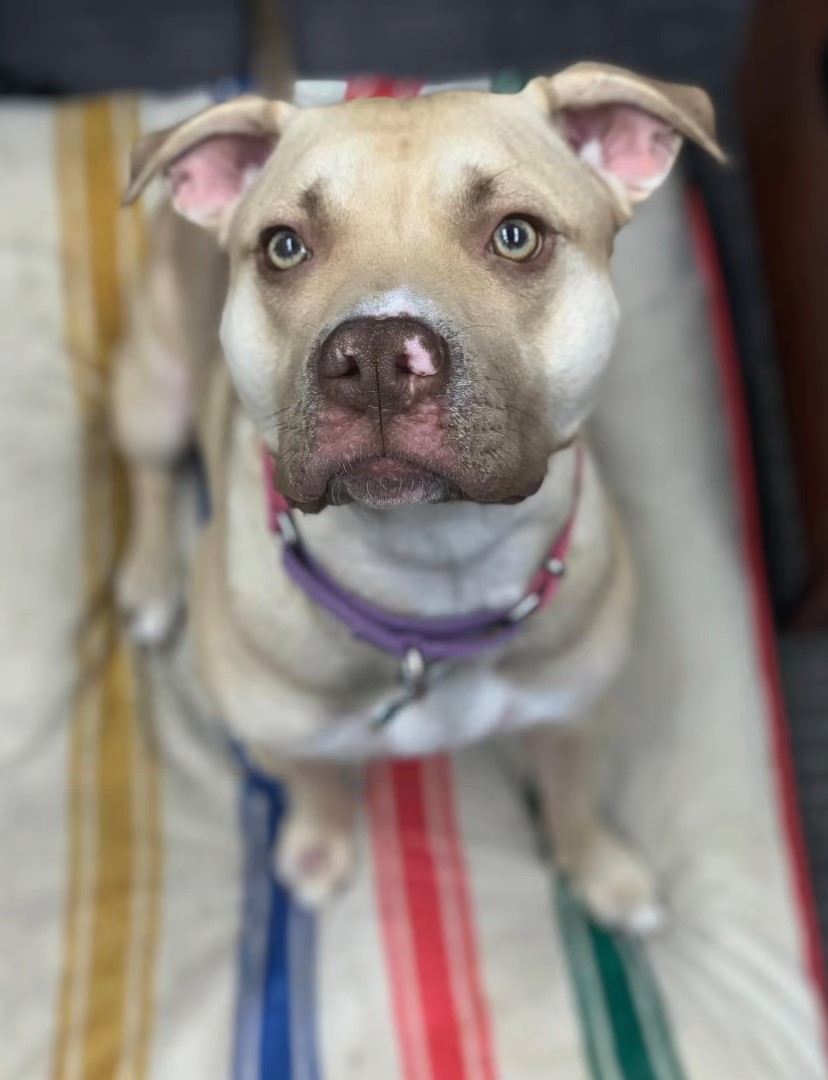 Incredible Comeback: Dog Defies Odds and Lives Happily Ever After