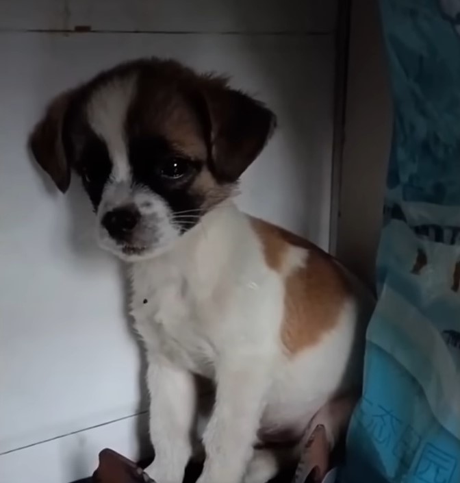 Injured Puppy’s Tearful Plea for Help Leaves Everyone in Tears