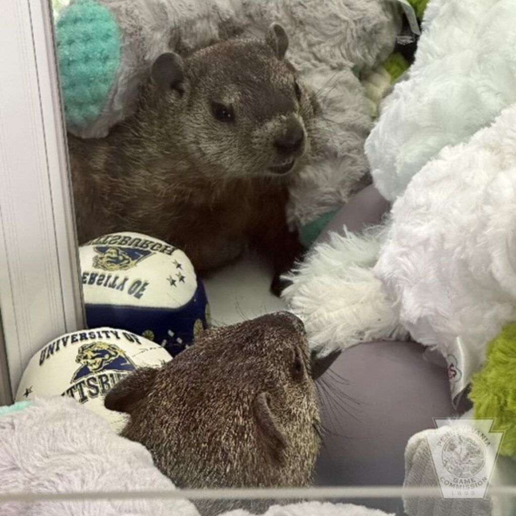 Kid Discovers Bizarre Surprise Inside Claw Machine That Left Everyone ...