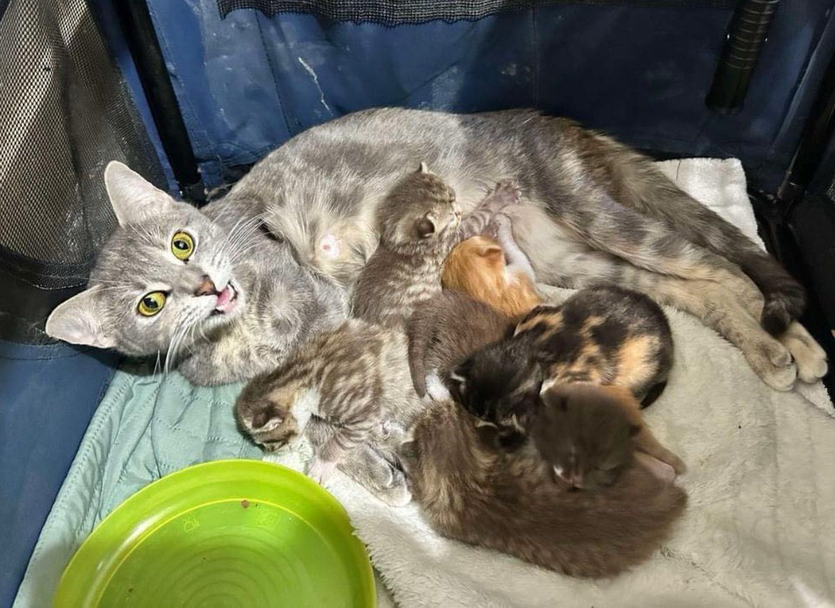 Neighbors' Act of Kindness Leads to Unexpected Arrival of Tiny Miracles