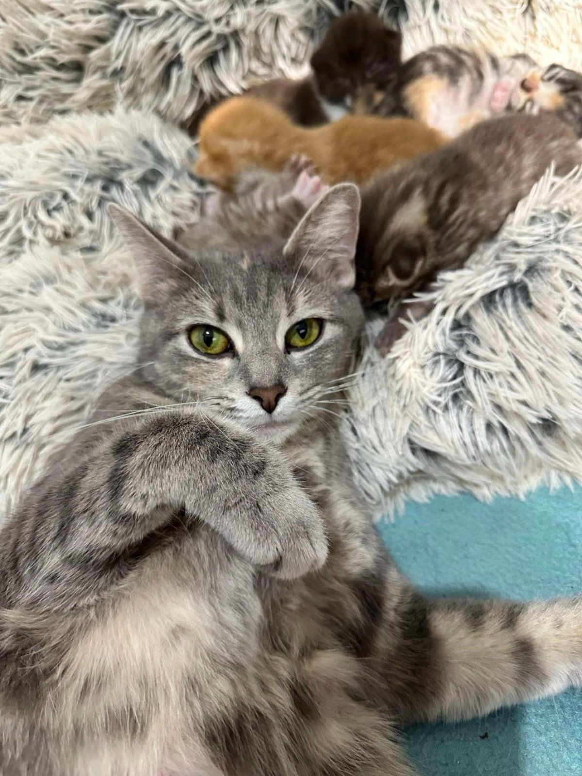 Neighbors' Act of Kindness Leads to Unexpected Arrival of Tiny Miracles